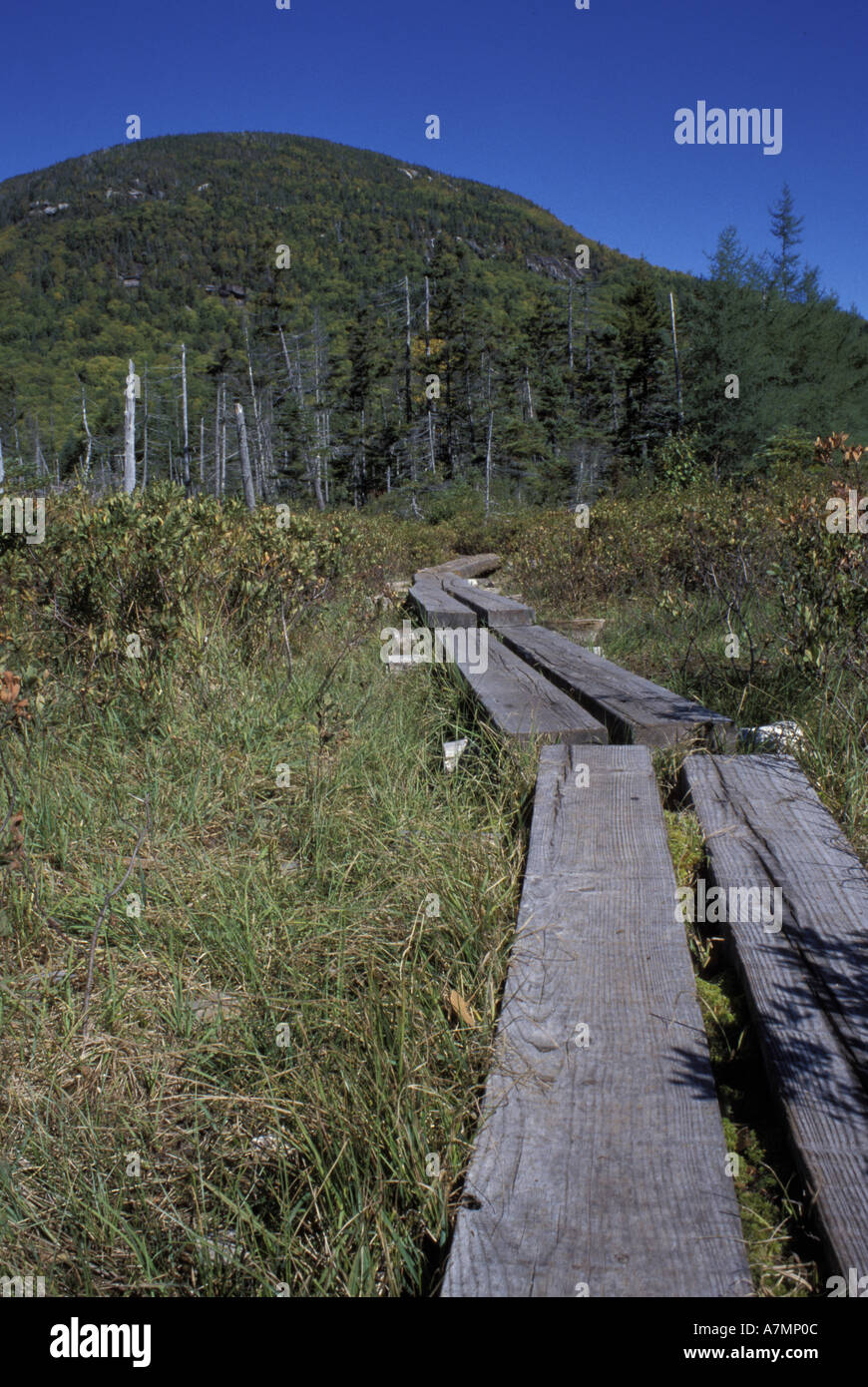 Tamarack bog bridge hi-res stock photography and images - Alamy