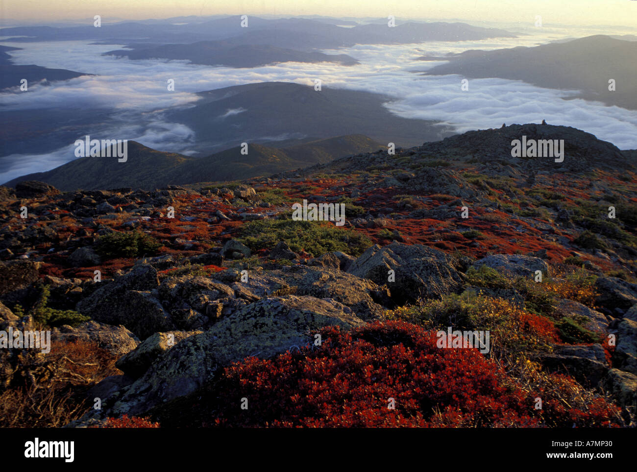 North America, US, NH, Alpine Vegetation. Fall. Autumn colors above ...