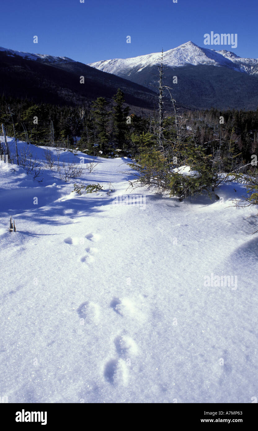 Snowshoe hare tracks snow hi-res stock photography and images - Alamy