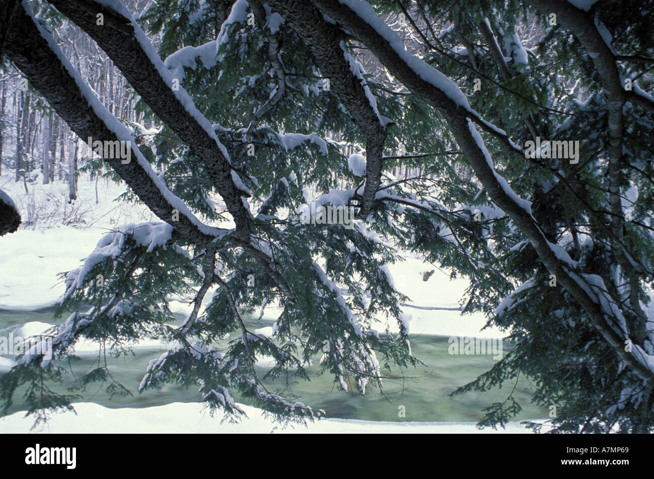 Eastern hemlock tree hi-res stock photography and images - Alamy