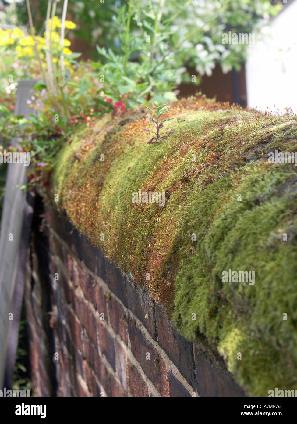 Moss covered wall in a graveyard Stock Photo - Alamy