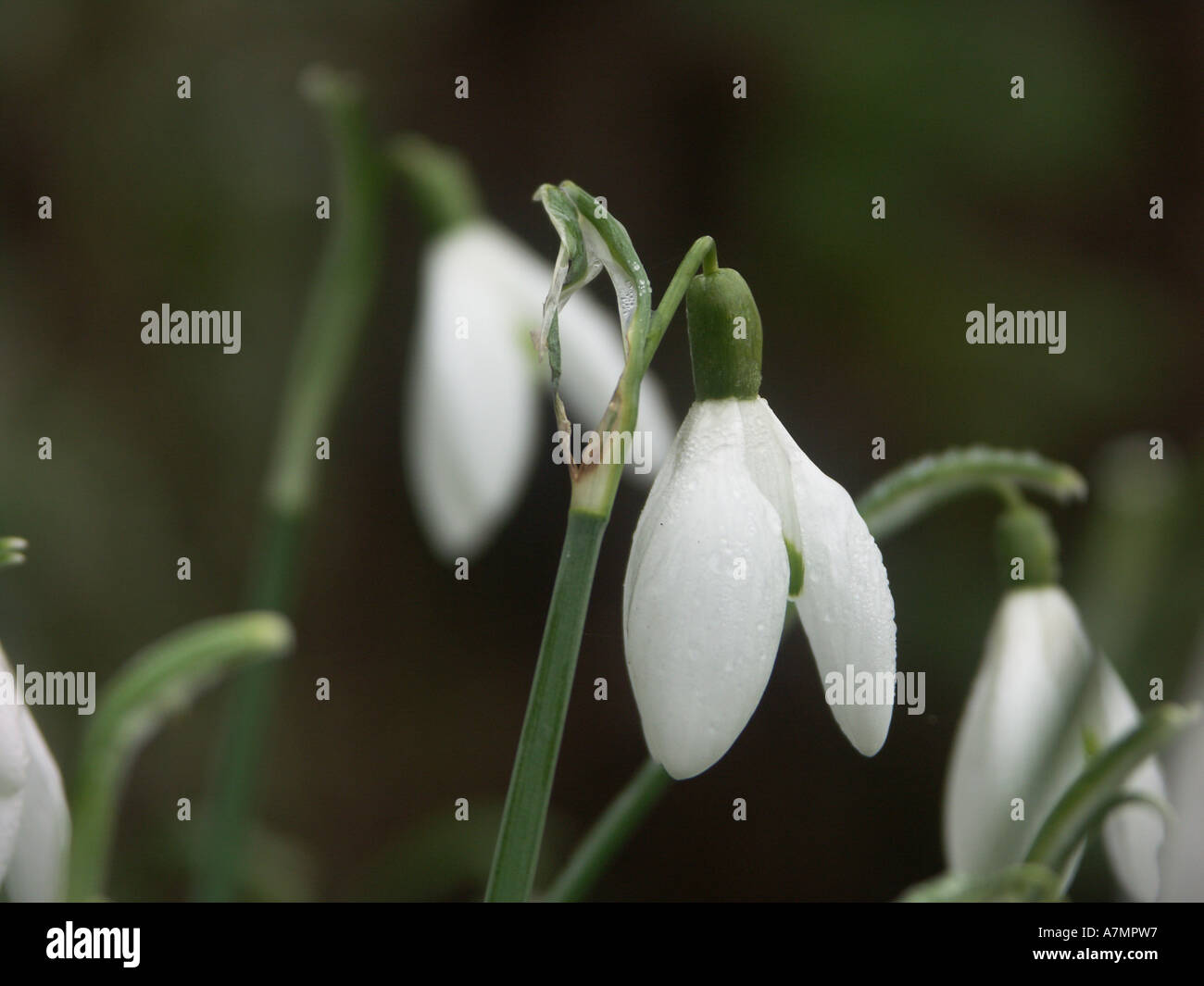 Snowdrop 11 hi-res stock photography and images - Alamy