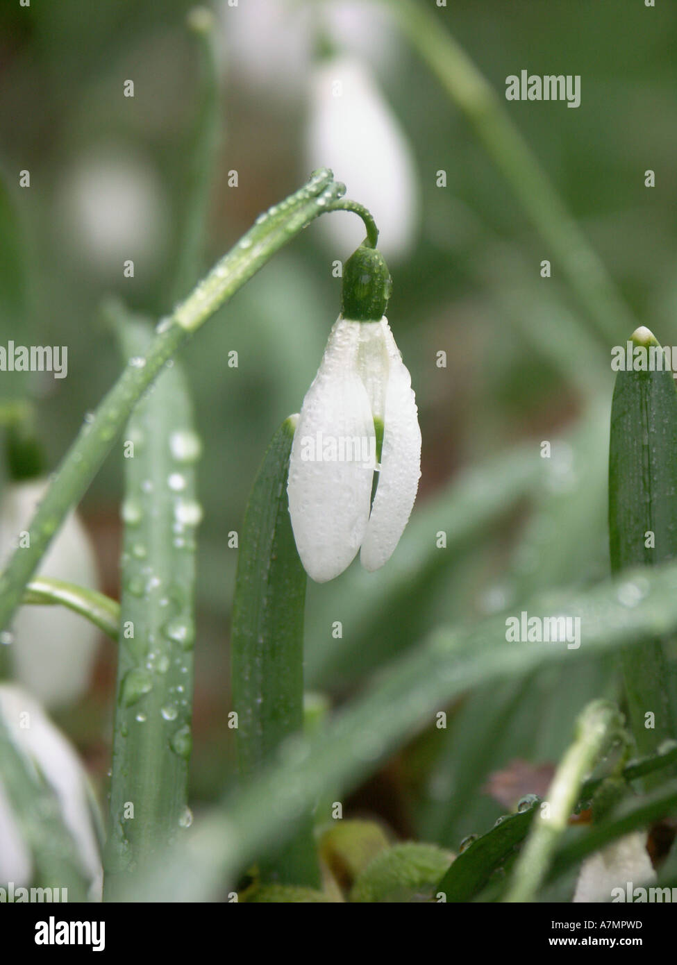 Snowdrop Flowers 7 Stock Photo - Alamy