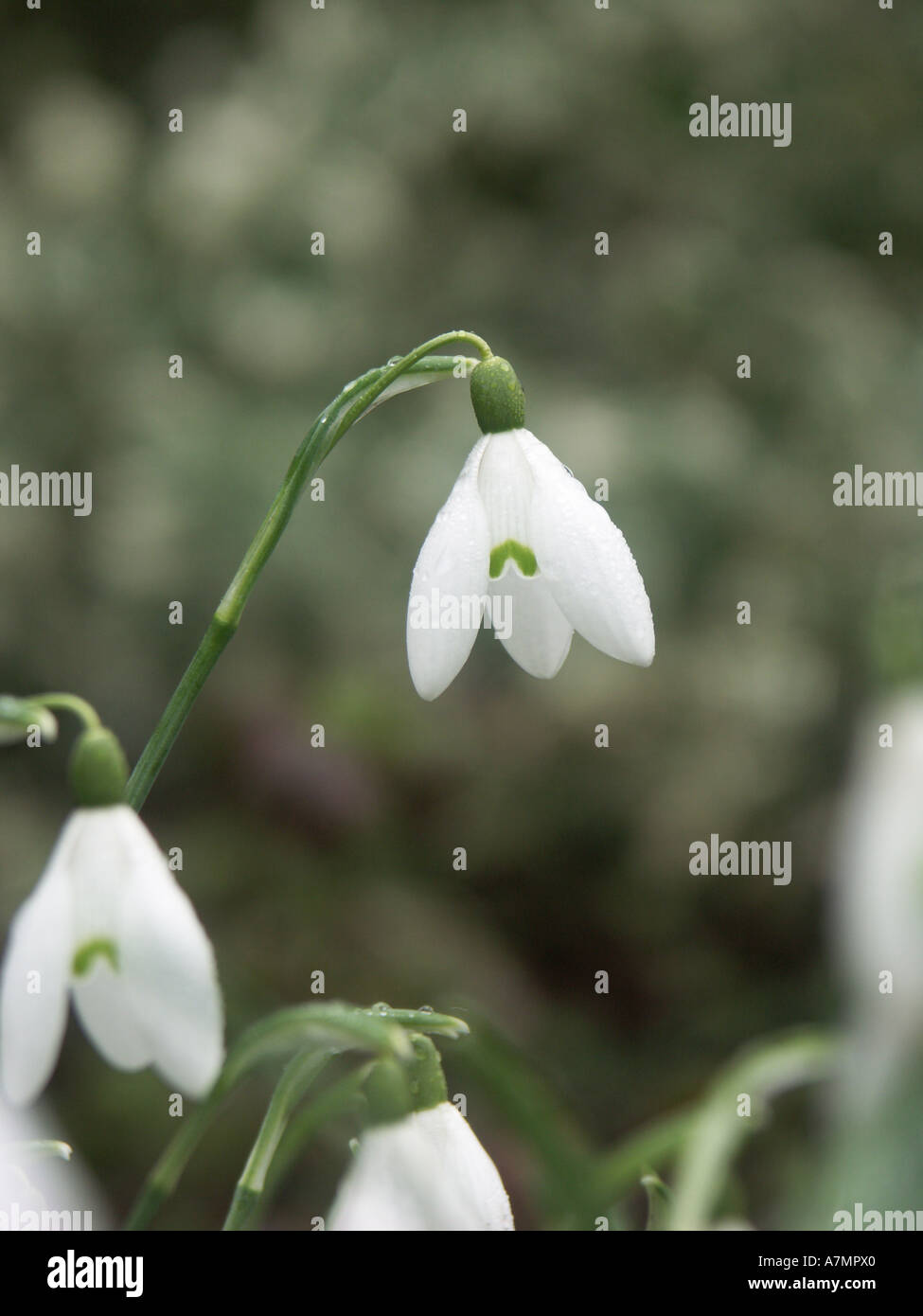 Snowdrop 9 hi-res stock photography and images - Alamy