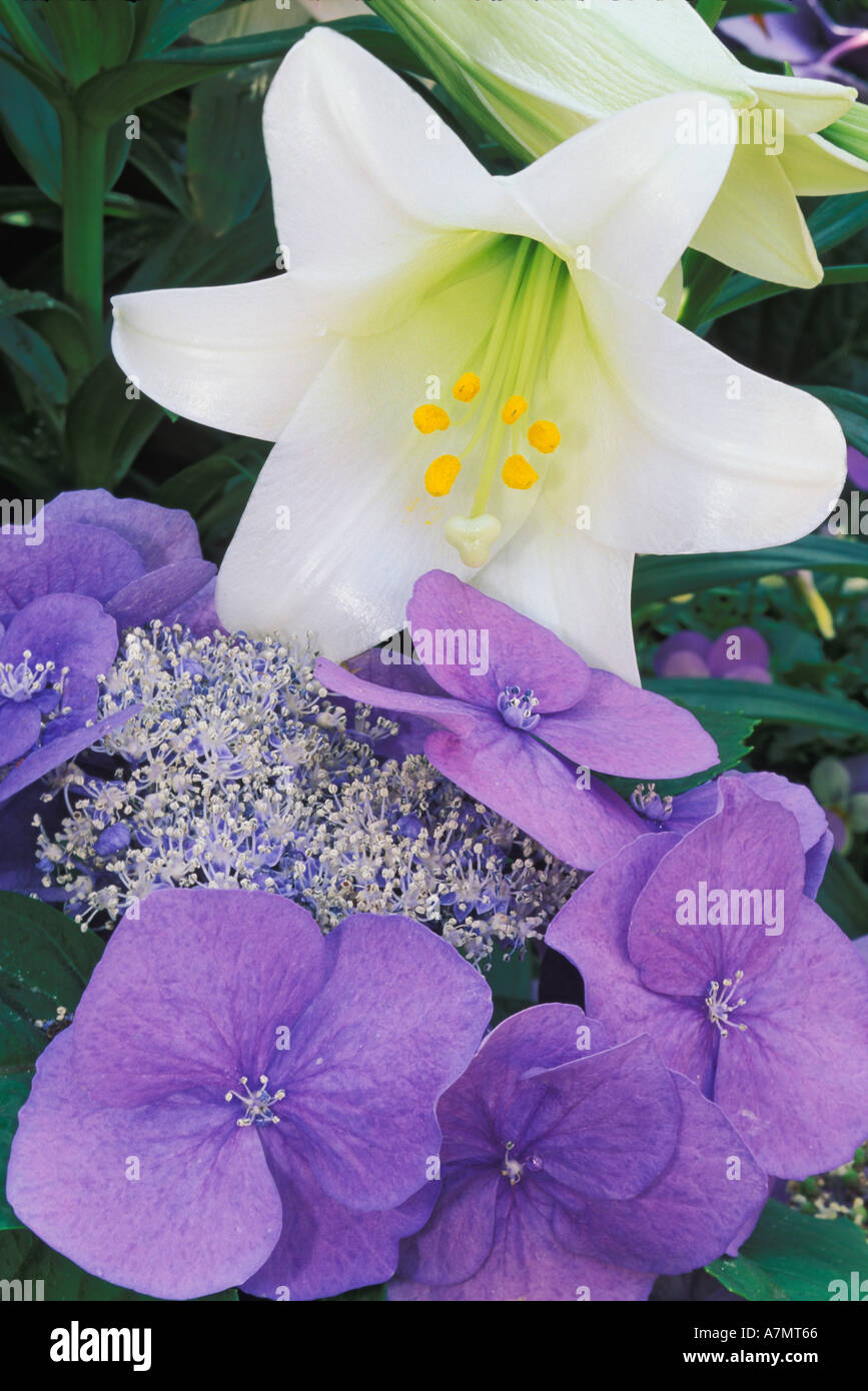 Purple ohio wildflower hi-res stock photography and images - Alamy