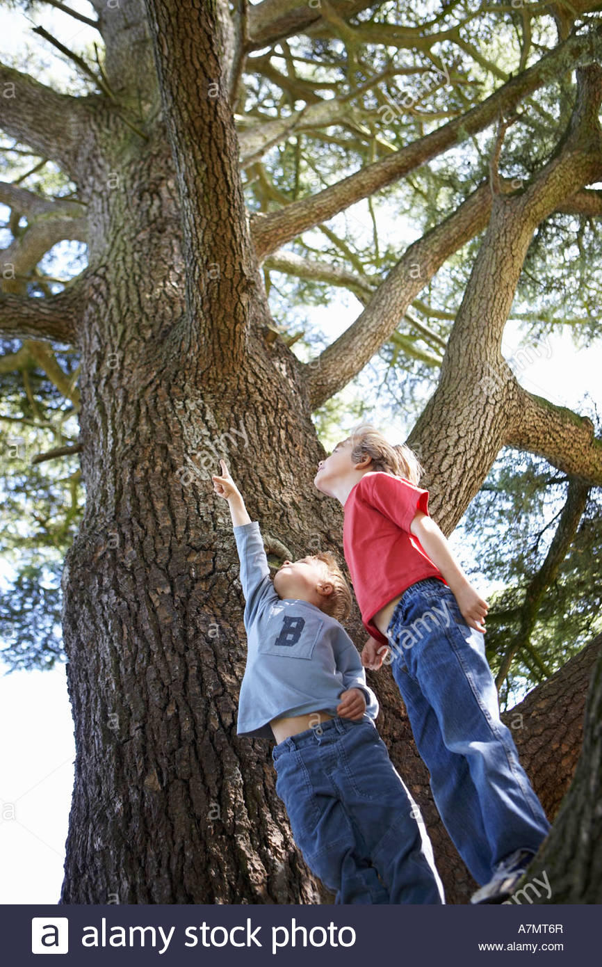 One Tall Tree Stock Photos & One Tall Tree Stock Images - Alamy