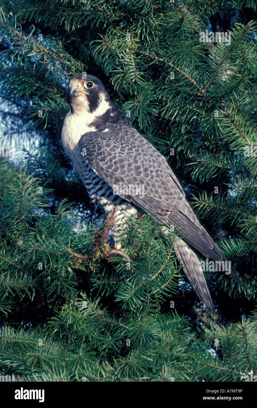 North America, USA, Oregon, Peregrine falcon (Falco peregrinus ...
