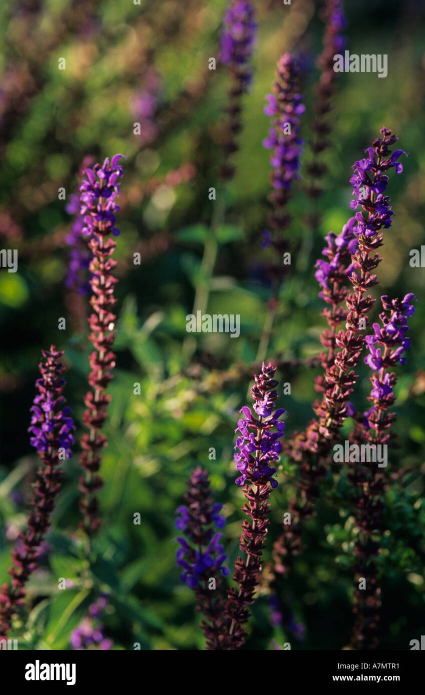 Salvia x superba Stock Photo - Alamy