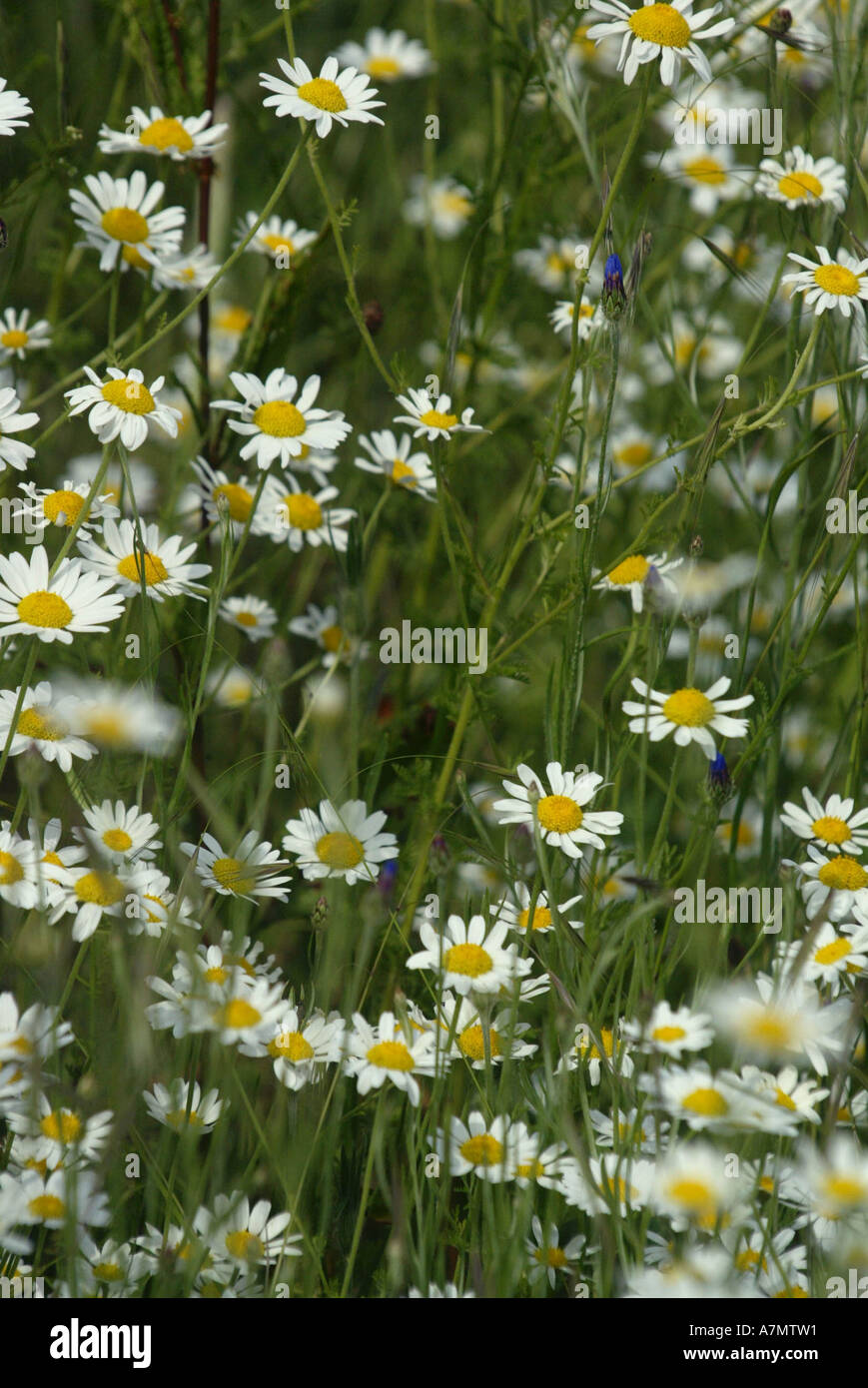 Moon daisies hi-res stock photography and images - Alamy