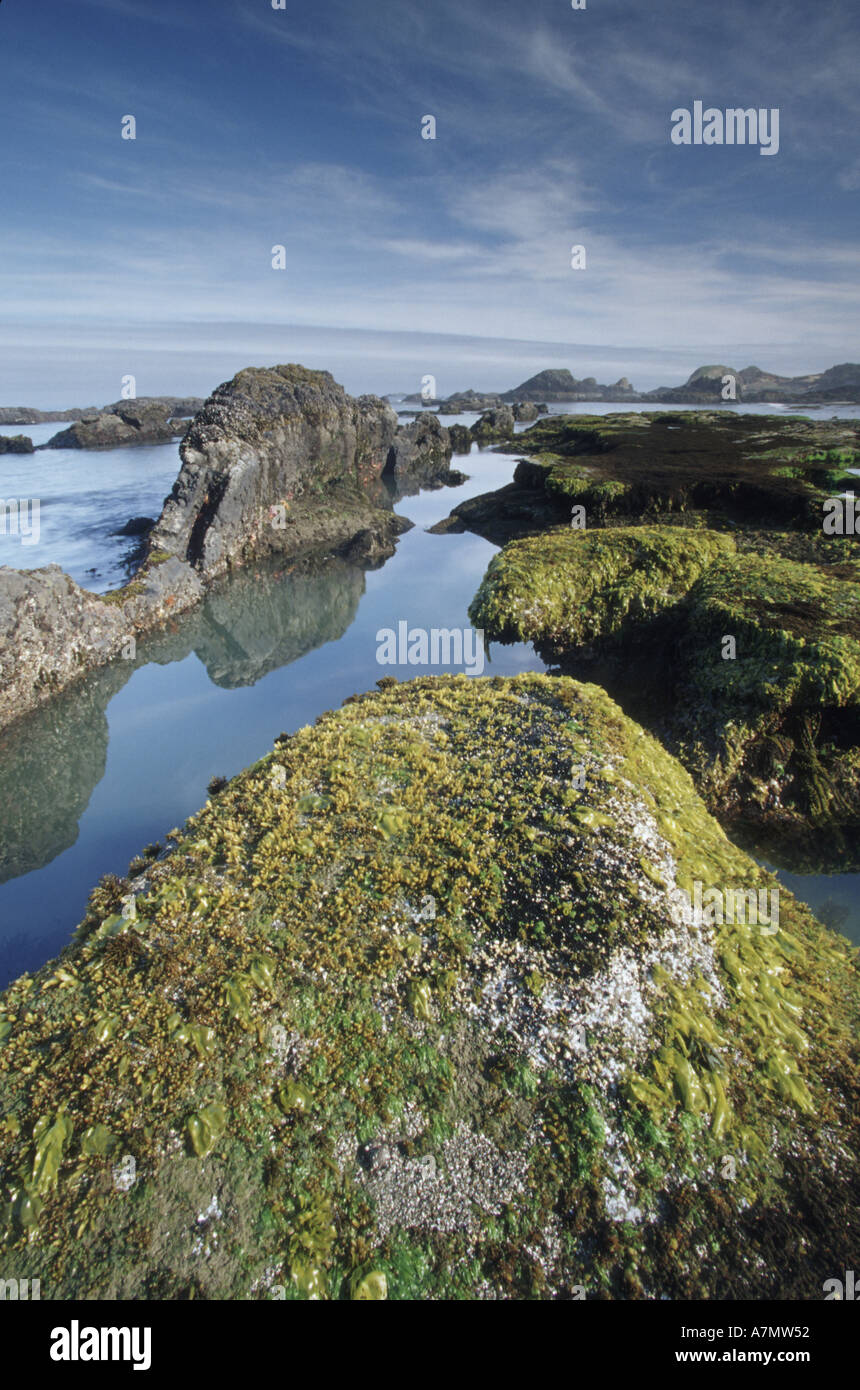 North America, USA, Oregon Low tide near Seal Rock State Park along the ...
