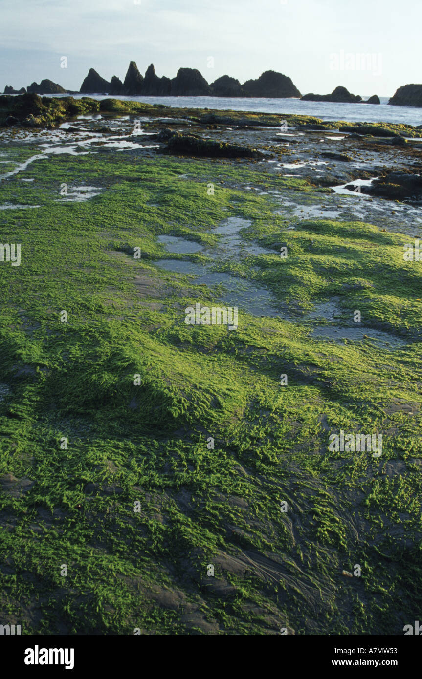 North America, USA, Oregon Low tide near Seal Rock State Park along the ...