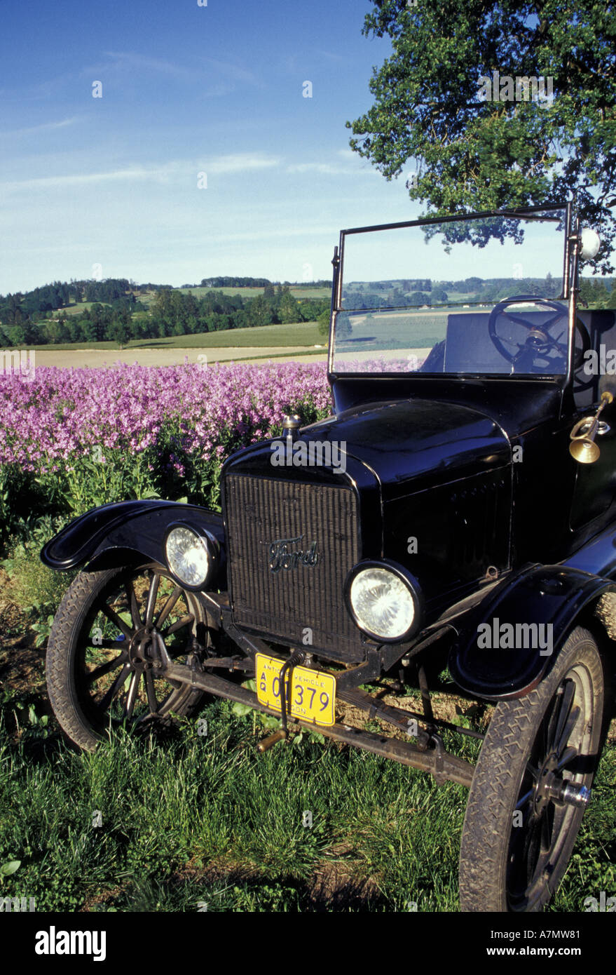 NA, USA, Oregon, near Silverton, Model-T Ford in field with dames ...