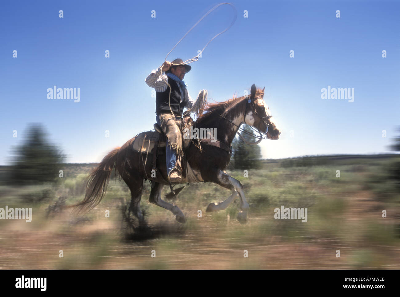 Cowboy with rope in air riding fast through the desert of central ...
