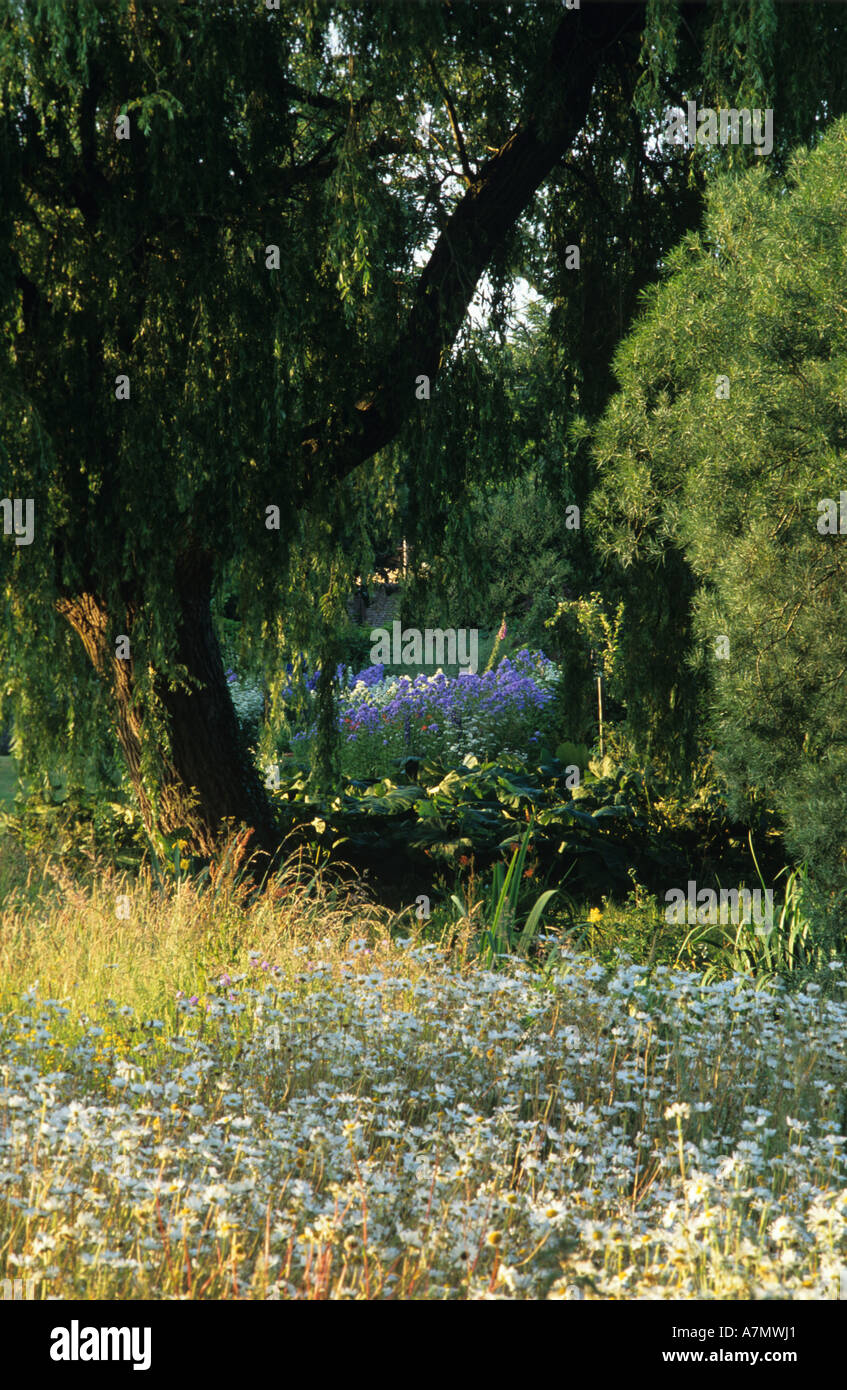 Ox-eye daisy meadow, weeping willow and campanula in background in ...