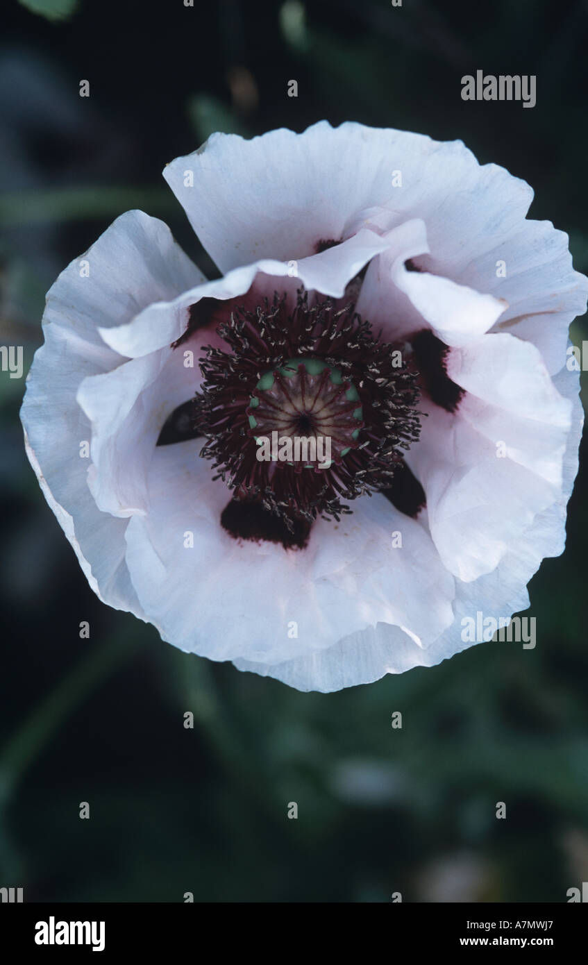 Papaver perrys white hi-res stock photography and images - Alamy