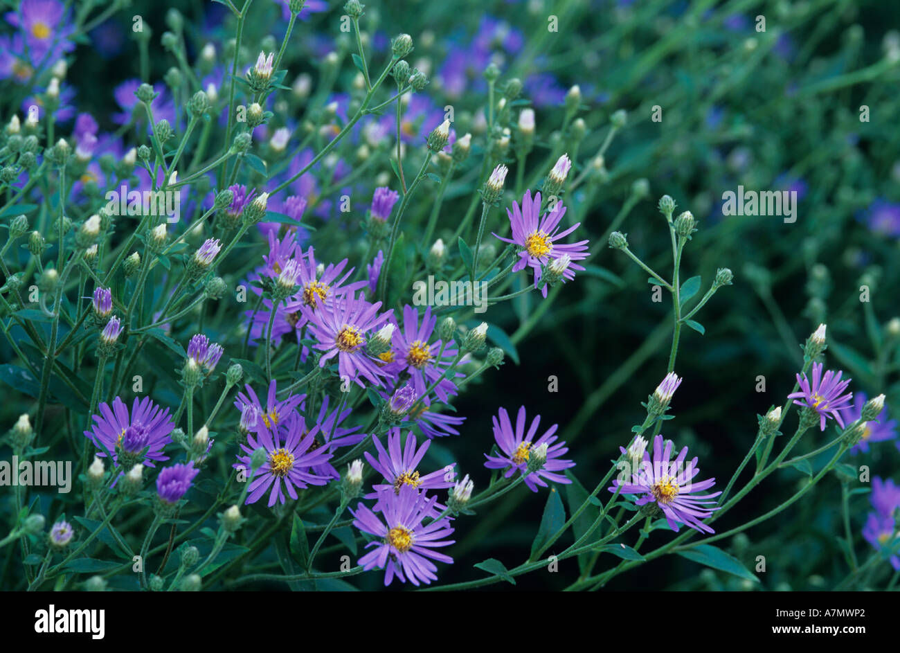 Felicia Amelloides Stock Photos & Felicia Amelloides Stock Images - Alamy