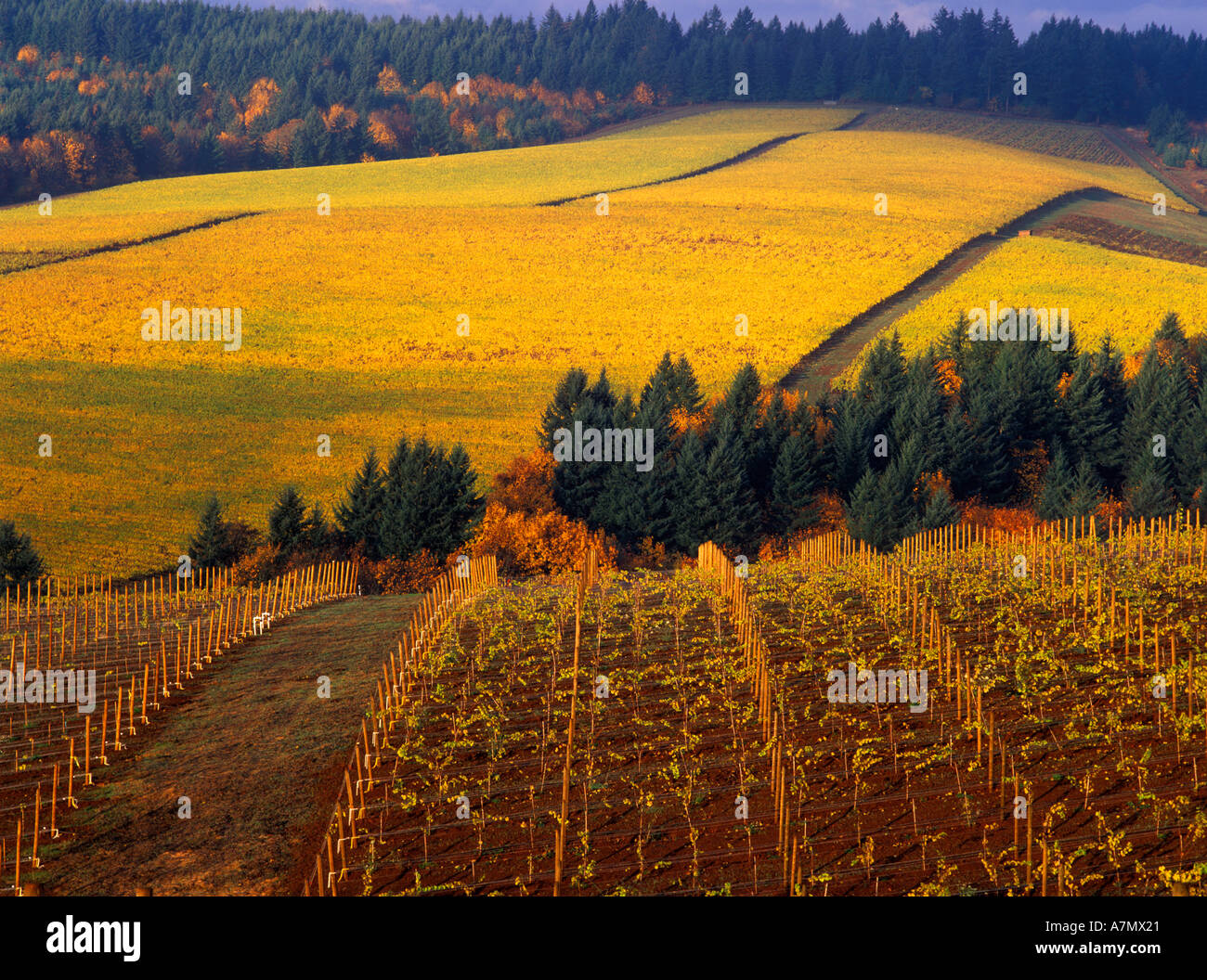 Dundee autumn landscape hi-res stock photography and images - Alamy