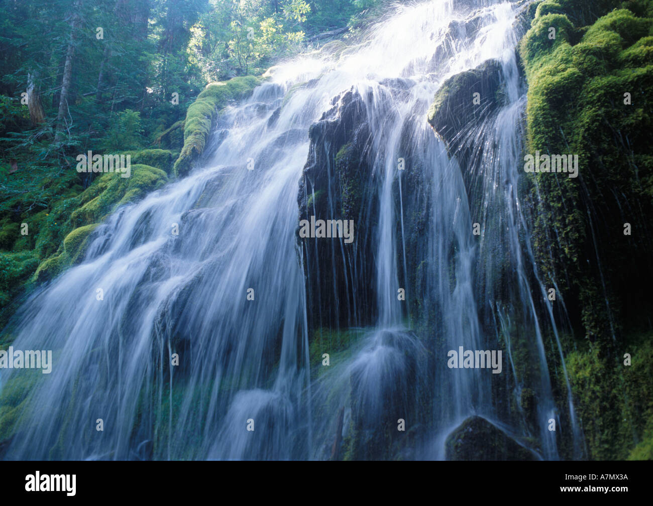 The sun breaks through the thick tree canopy around Proxy Falls in the ...