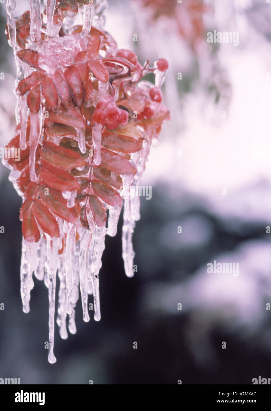 Smooth sumac tree hi-res stock photography and images - Alamy