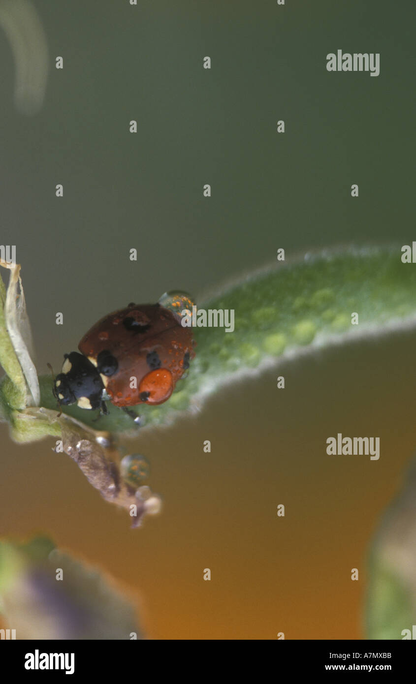 Ladybug asleep on flower, Portland, Oregon Stock Photo - Alamy