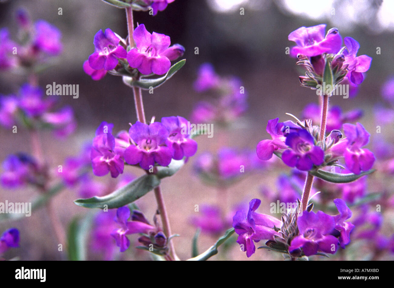 NA, USA, Oregon, Painted Hills National Monument, Wildflowers, Cascade ...