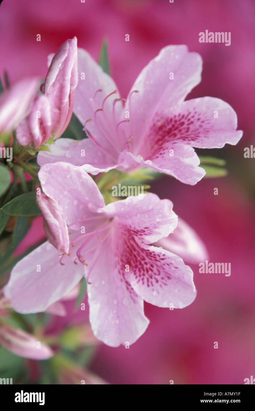 North carolina azalea hi-res stock photography and images - Alamy
