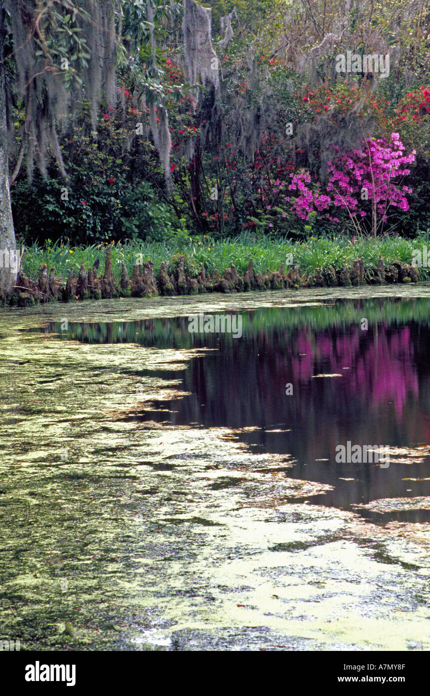 Plantation swamp azaleas hi-res stock photography and images - Alamy