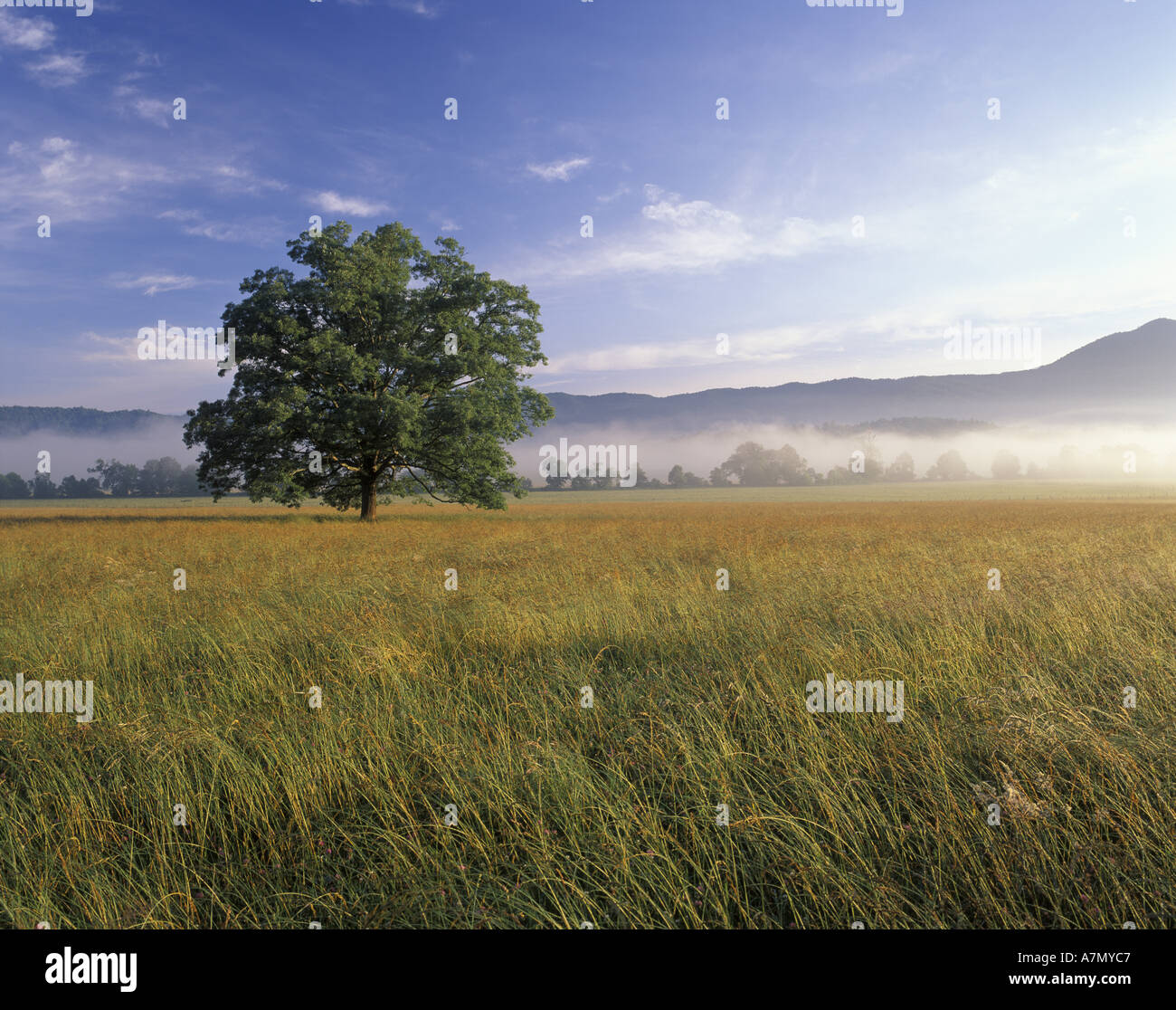 N.A., USA, Tennessee. Great Smokey Mountains National Park, Cades Cove ...