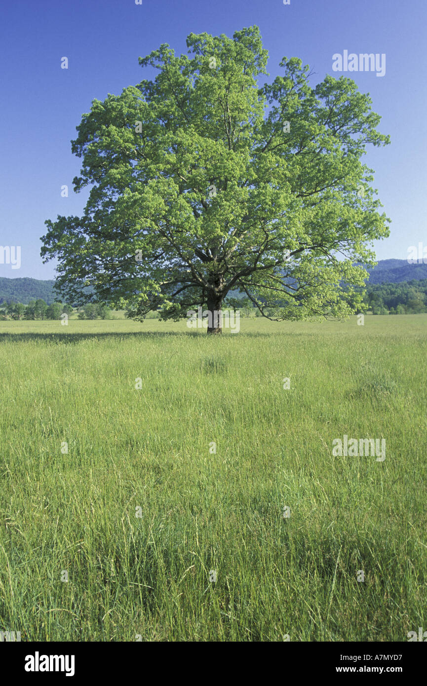 Bur oak hi-res stock photography and images - Alamy