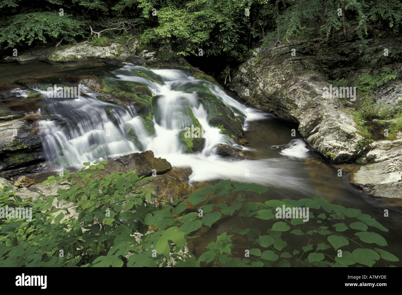 NA, USA, Tennessee, Great Smoky Mountains NP Cascade on Little River ...