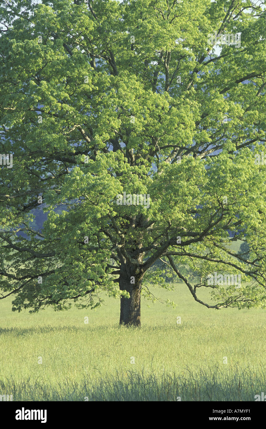 Quercus macrocarpa hi-res stock photography and images - Alamy