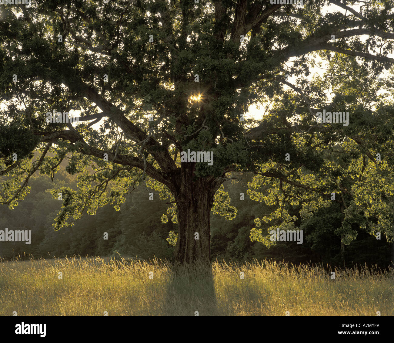 N.A., USA, Tennessee, Great Smoky Mountains National Park, Cades Cove ...