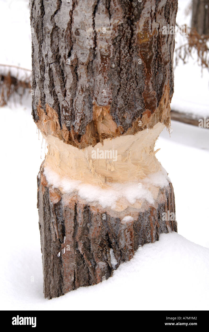 Beaver cutting tree Stock Photo - Alamy