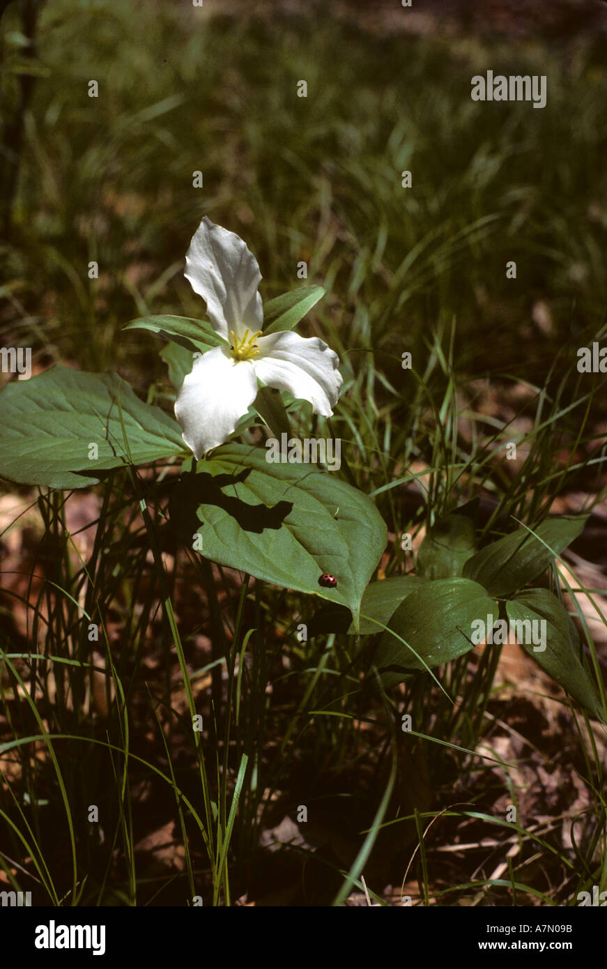 Trillium plant with flowers Stock Photo - Alamy