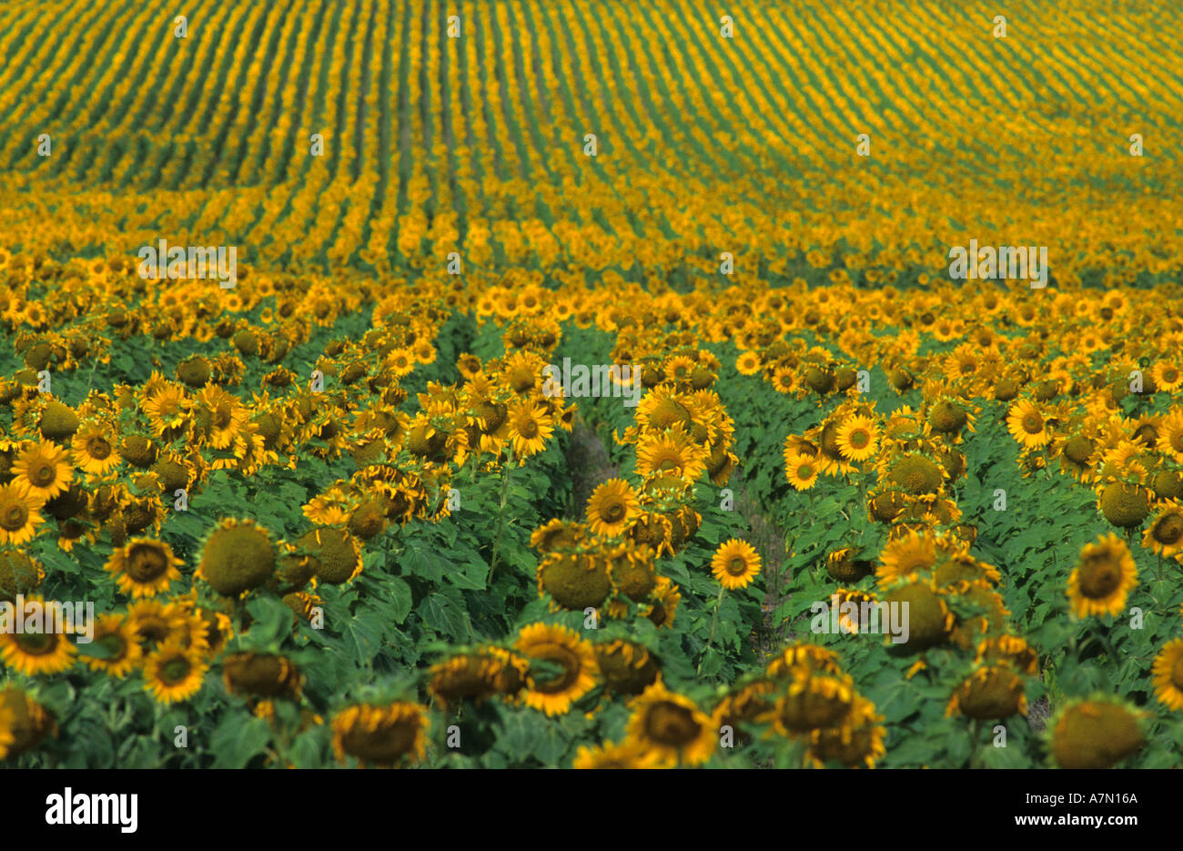 Sunflower field in eastern Colorado Stock Photo - Alamy