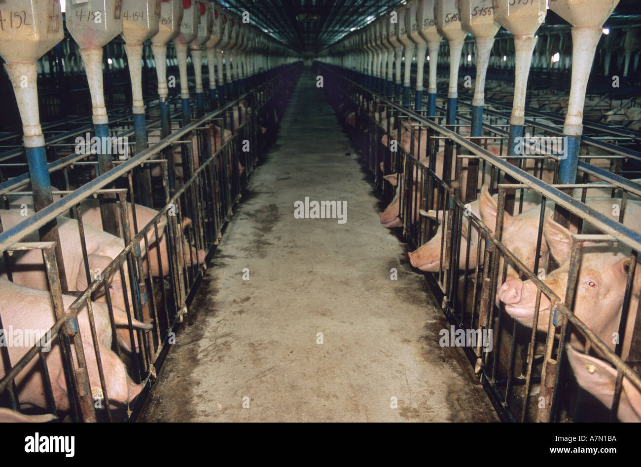 Pigs held in close confinement pens at a hog farm Also known as a pig ...