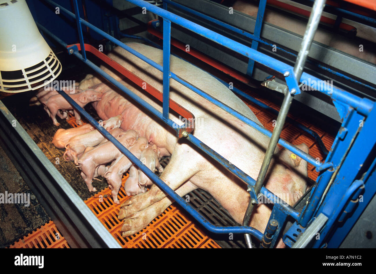 Piglets and their mother in a farrowing pen at a hog farm Stock Photo ...