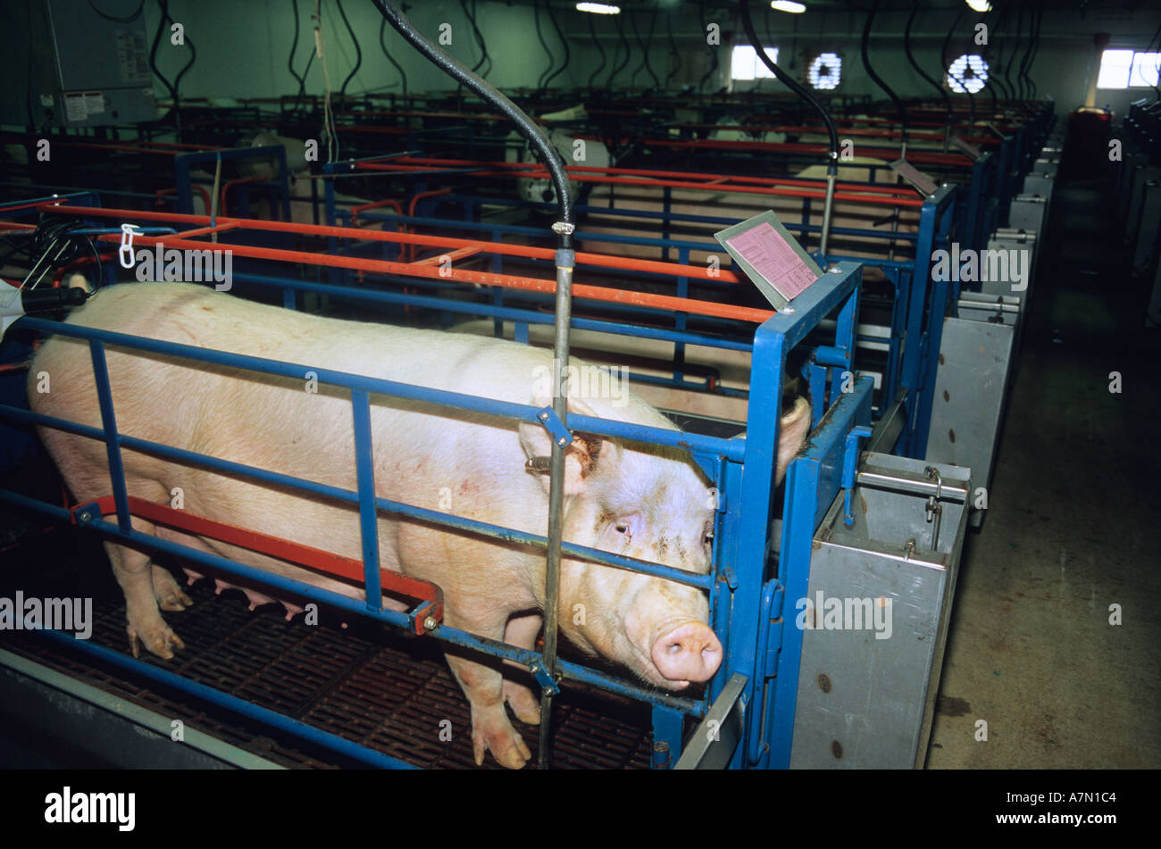 Pig farrowing pen hi-res stock photography and images - Alamy