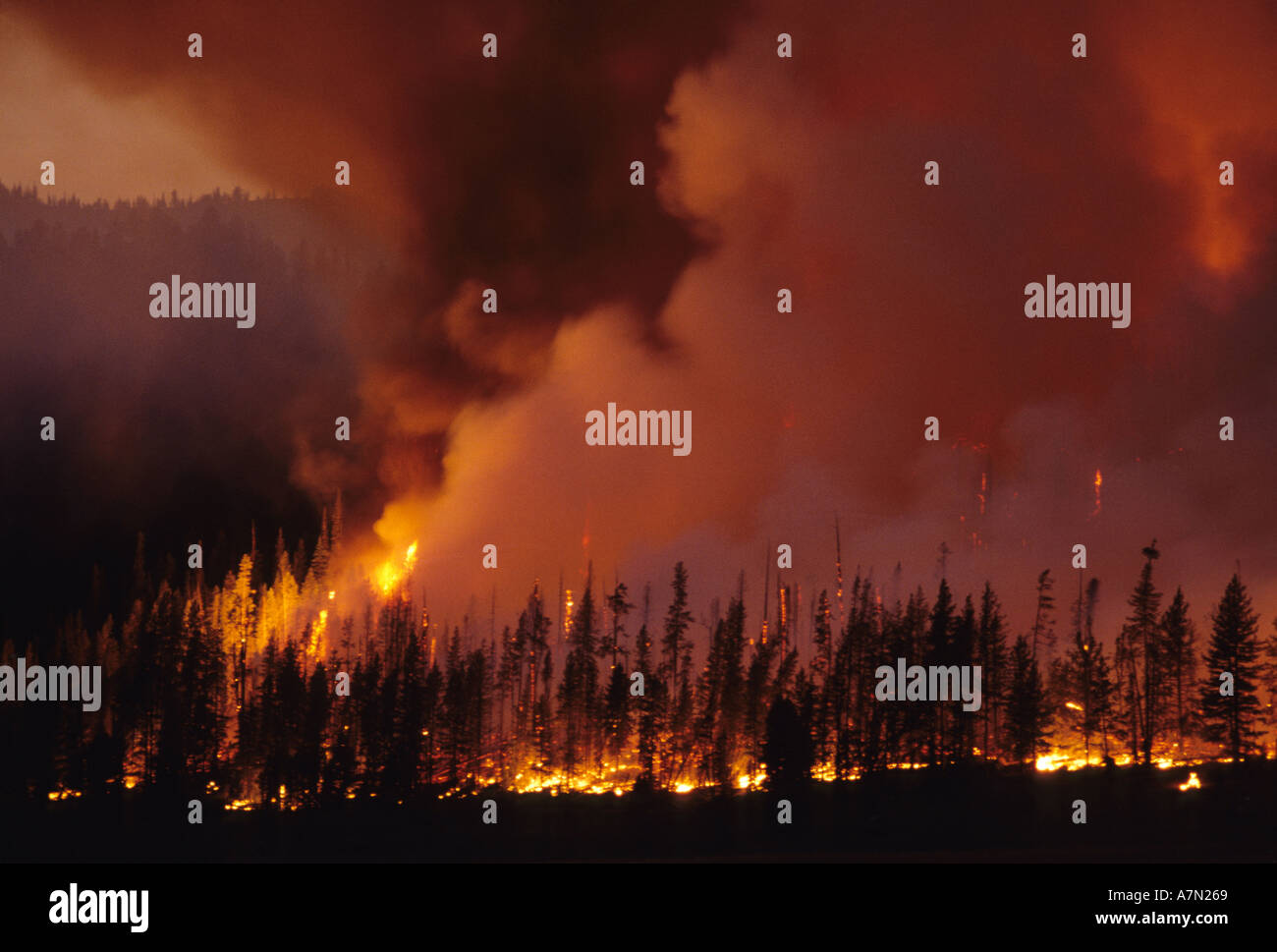 Cub Creek forest fire near Lowman Idaho in the Boise National Forest ...