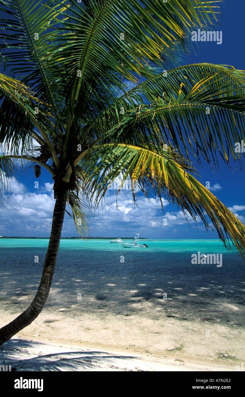 Blue green tropical water hi-res stock photography and images - Alamy