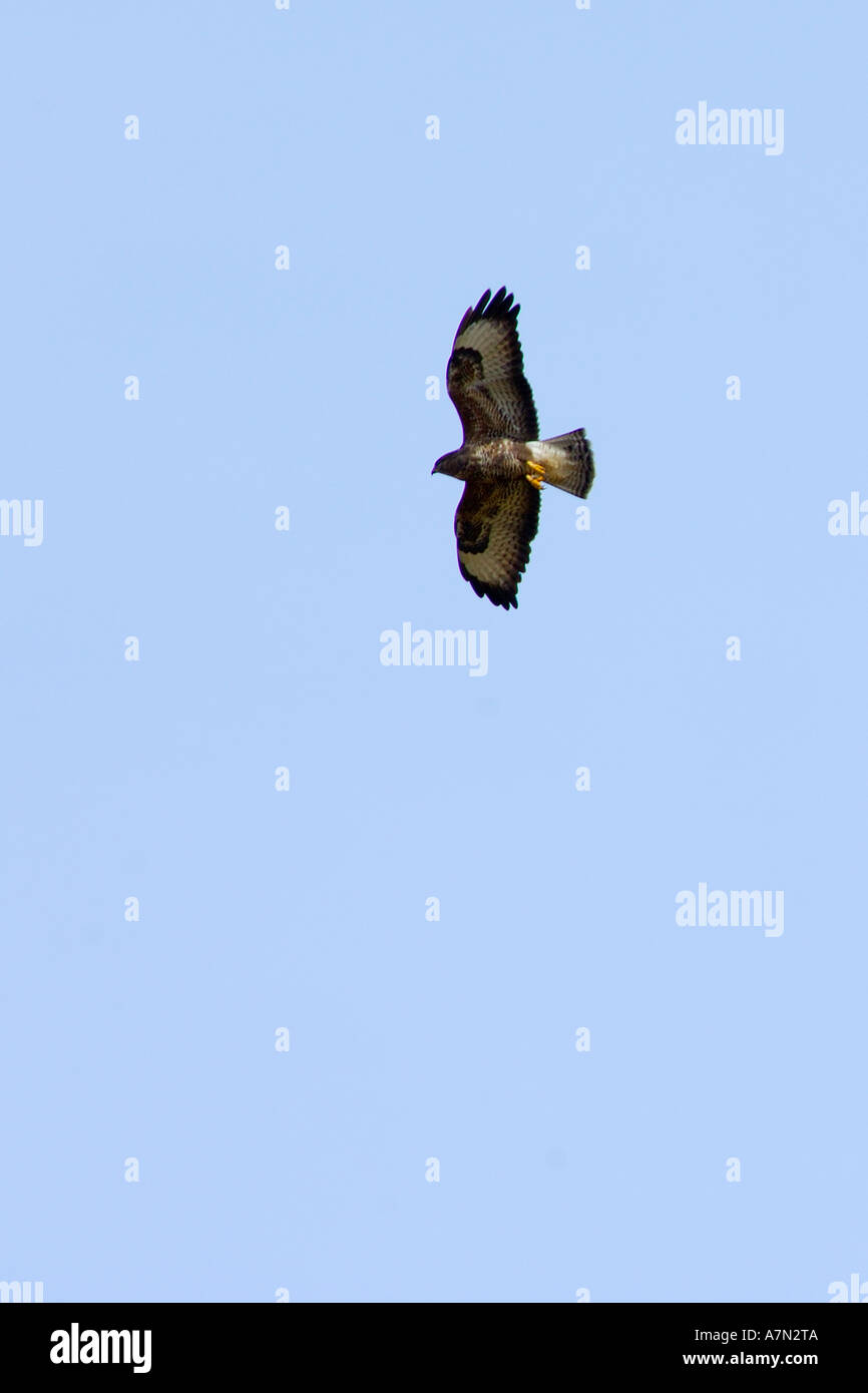 Nice clear shot of a common buzzard from below gliding in flight ...