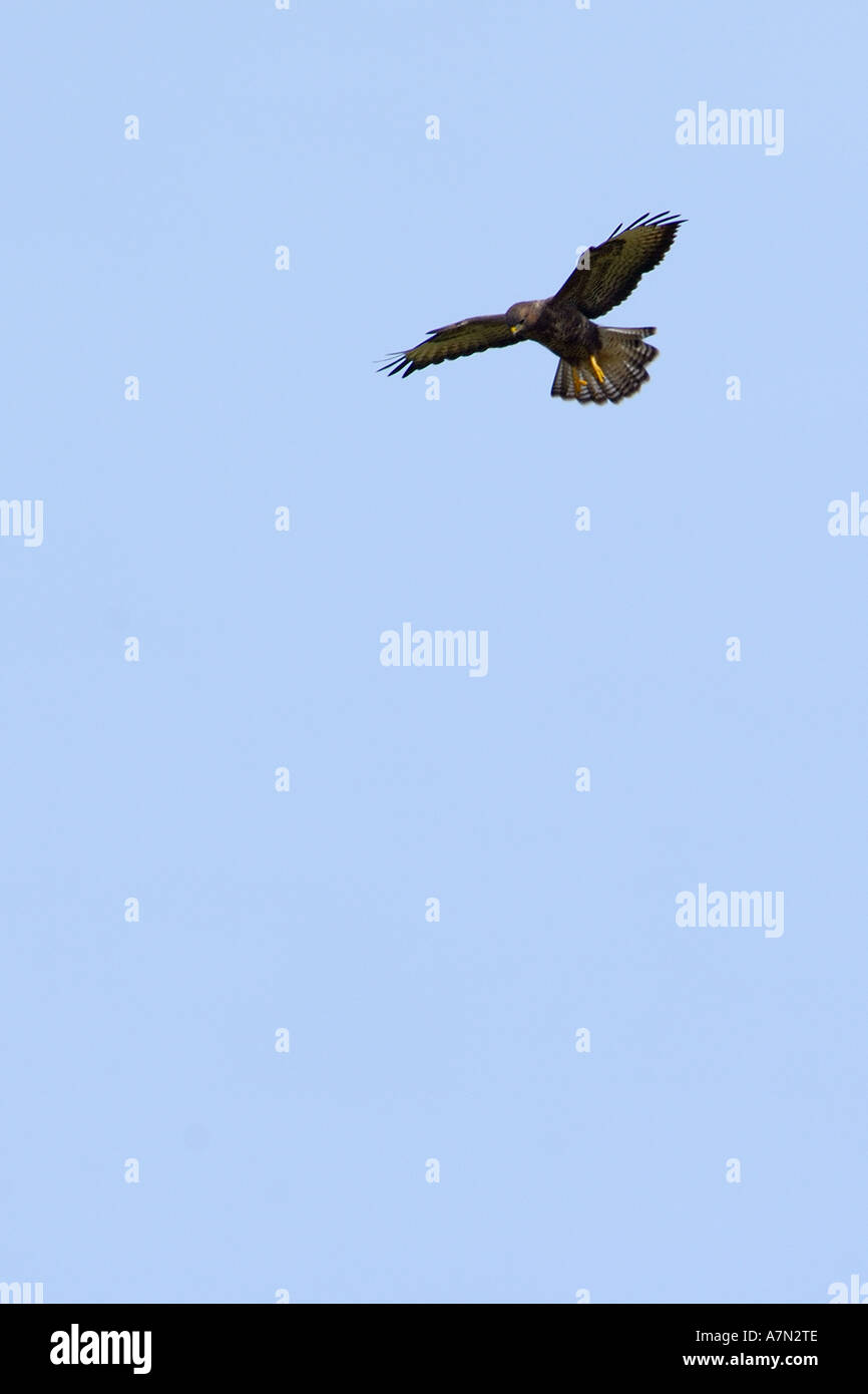 Nice clear shot of a common buzzard from below gliding in flight ...