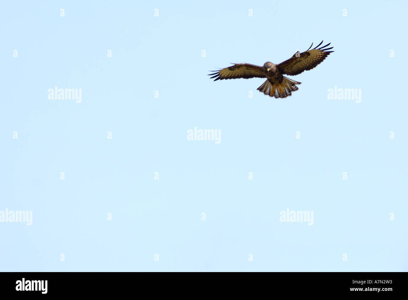 Nice clear shot of a common buzzard from below gliding in flight ...