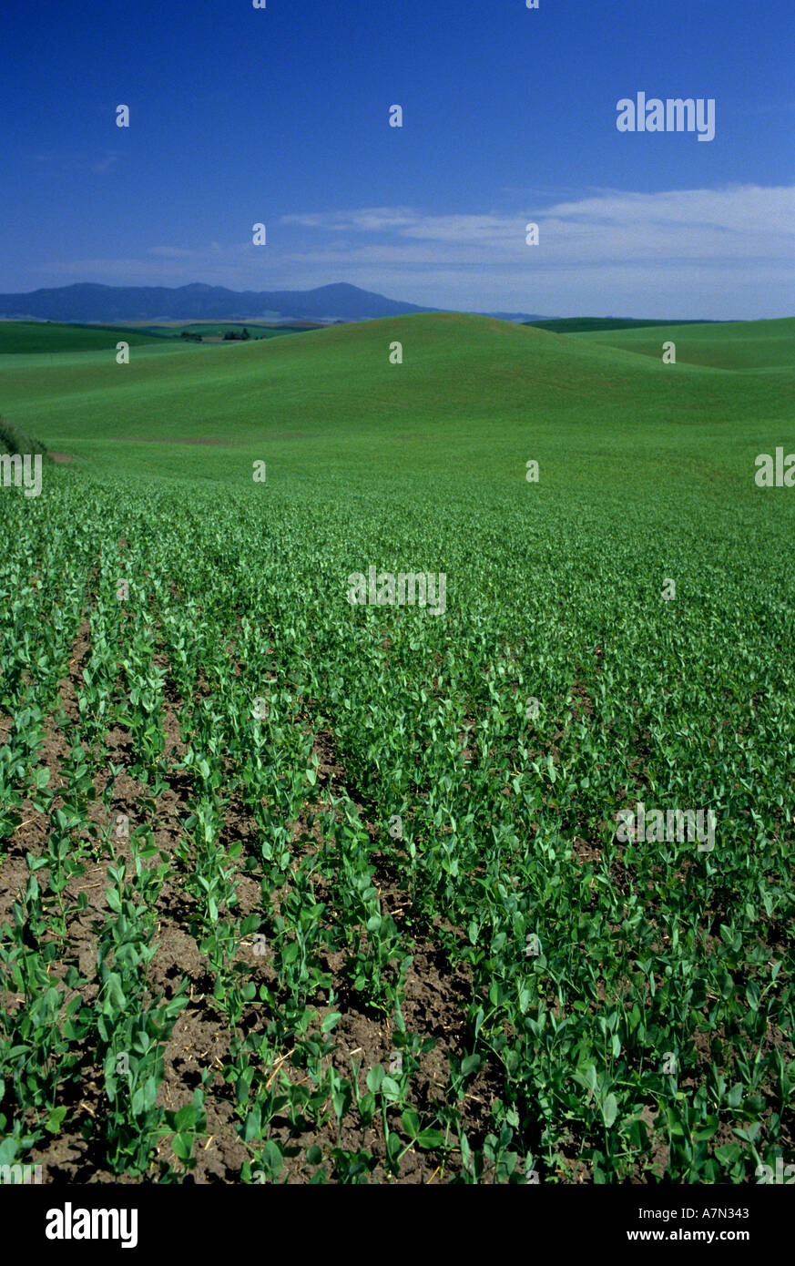 A pea field near Moscow Idaho pea field crop farm agriculture grow food ...