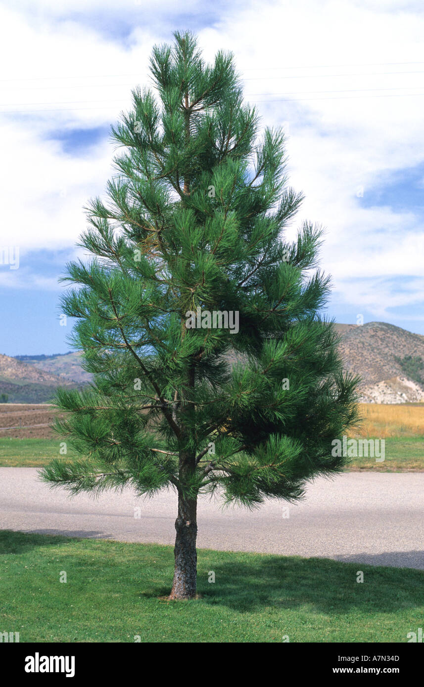 A ten year old ponderosa pine tree Stock Photo - Alamy A ten year old ponderosa pine tree Stock Photo - Alamy