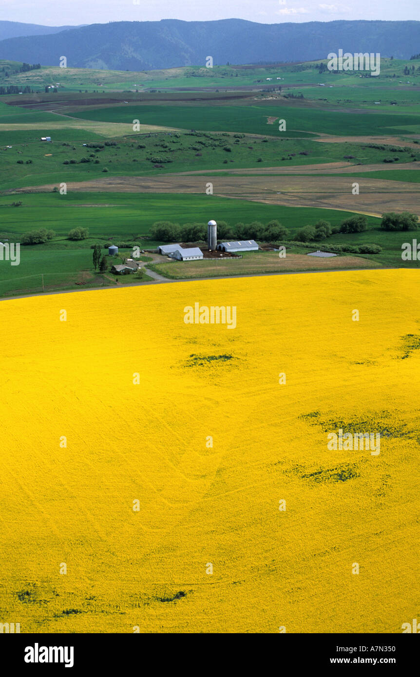 Aerial view of Rapeseed farm also known as canola near Grangeville ...