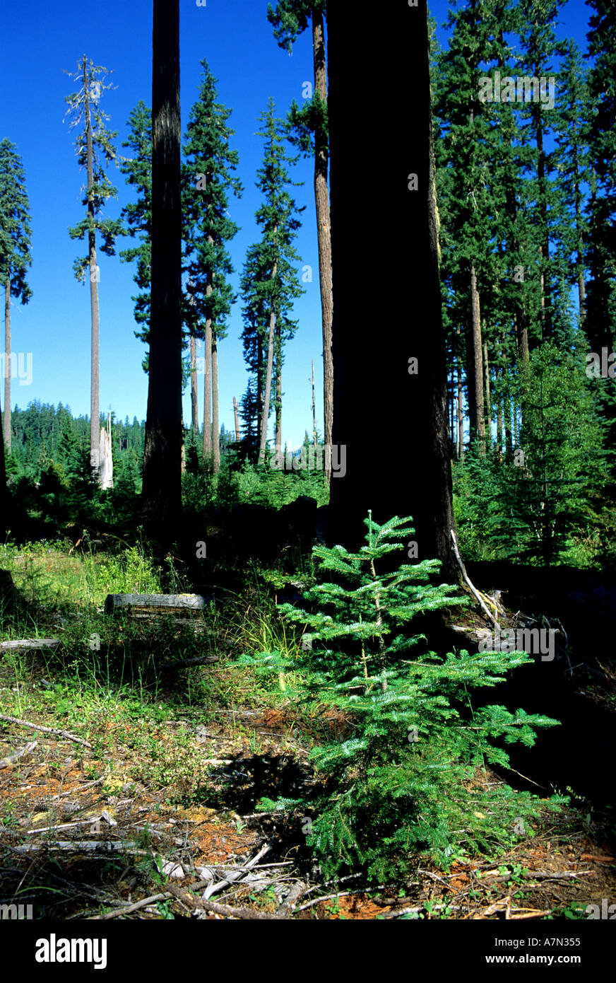 Reforestation and young tree in forested Cascade Mountain range of ...
