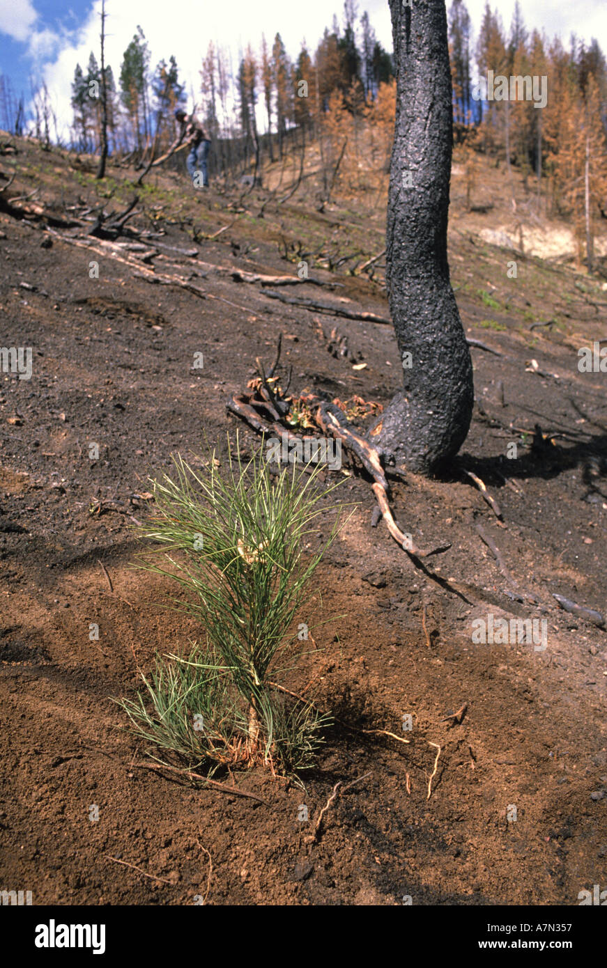 Ponderosa pine seedling fire hi-res stock photography and images - Alamy