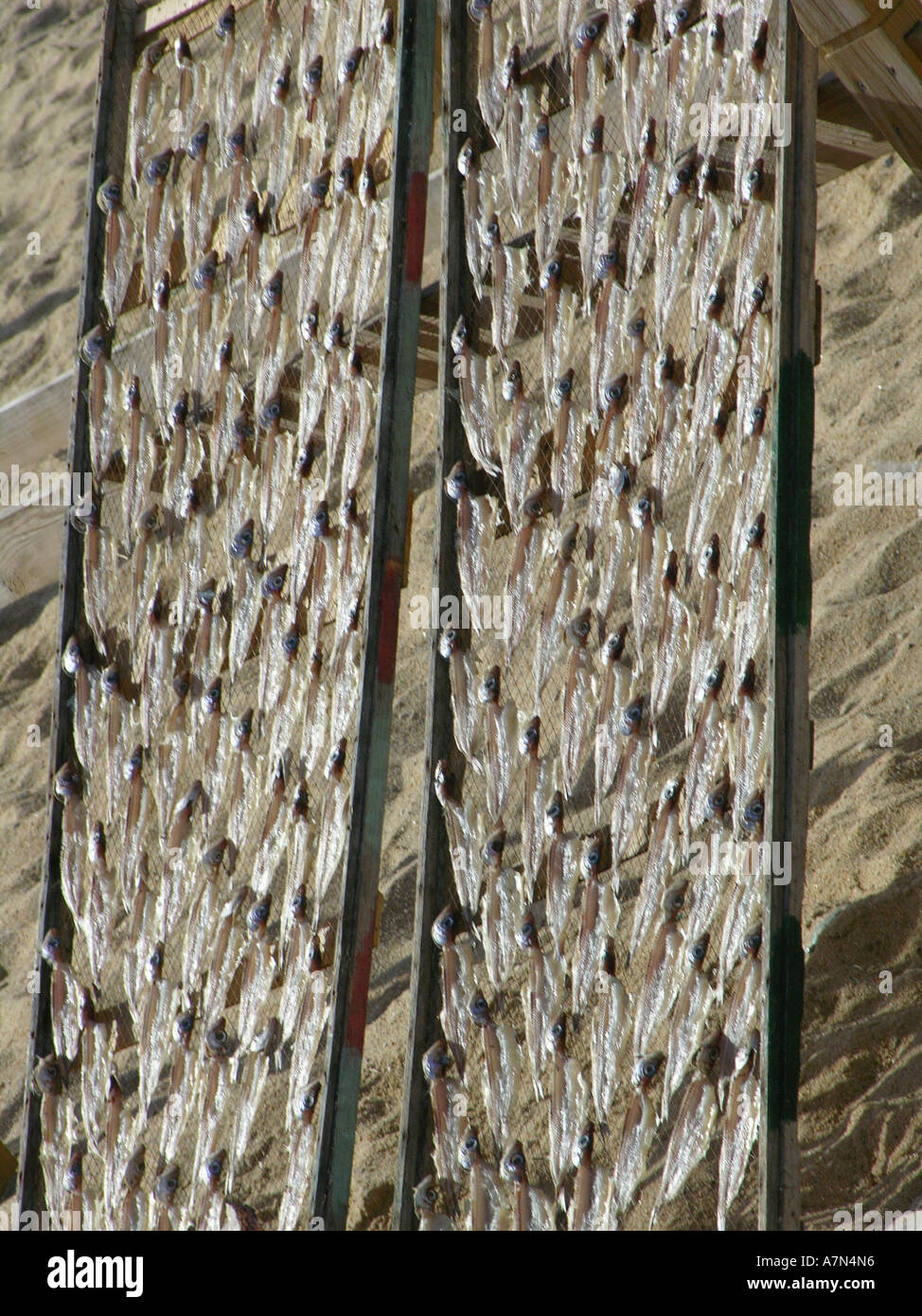 Sun-dried fish on the beach at Nazare, Portugal Stock Photo - Alamy
