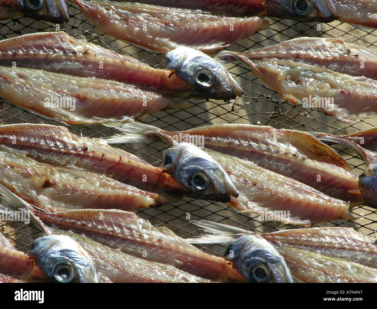 Sun dried fish nazare portugal hi-res stock photography and images - Alamy